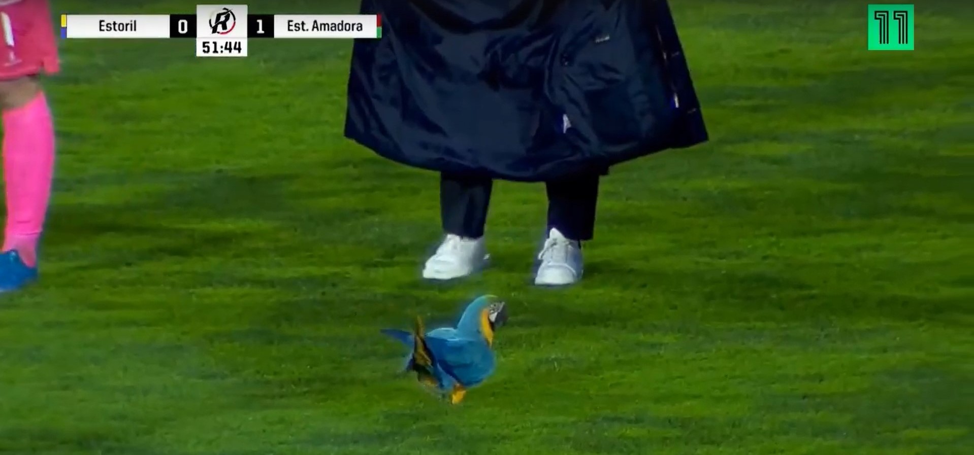 In Portugal, a macaw parrot walked across the field during the match ...